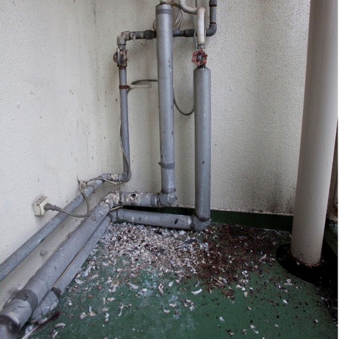 Bird Nesting Management for Commercial and Industrial Properties